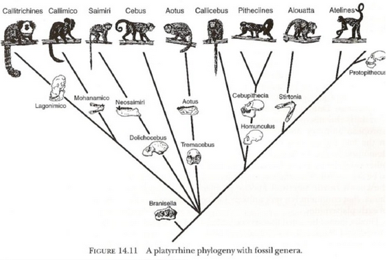 Indómitos Pensamientos: Origen e historia evolutiva del Mono Ardilla ...