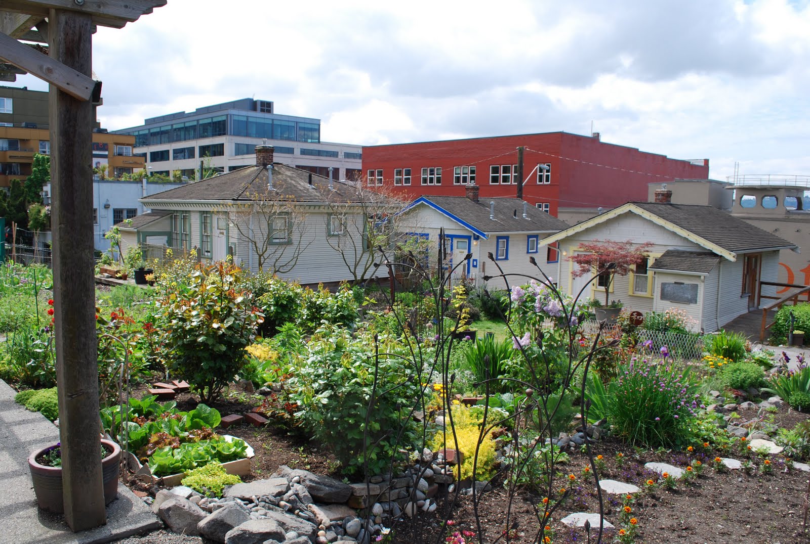The Intercontinental Gardener: Belltown P-Patch garden - a haven for ...