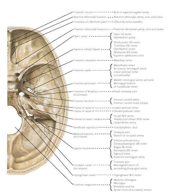 FORAMINA IN THE BASE OF THE ADULT SKULL - pediagenosis
