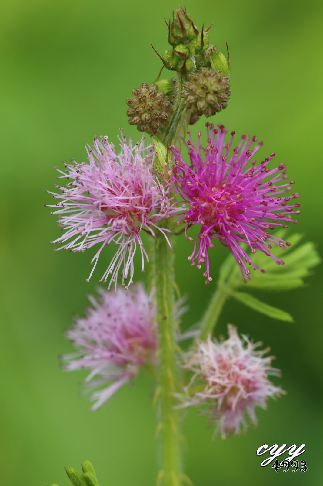 cyy4993: Giant Sensitive Plant [Fabaceae] Mimosa Diplotricha 美洲含羞草