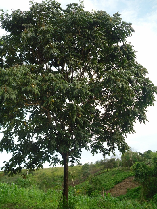 Guayana: Eje Sur Upata Santa Elena de Uairén: El cartán especie ...