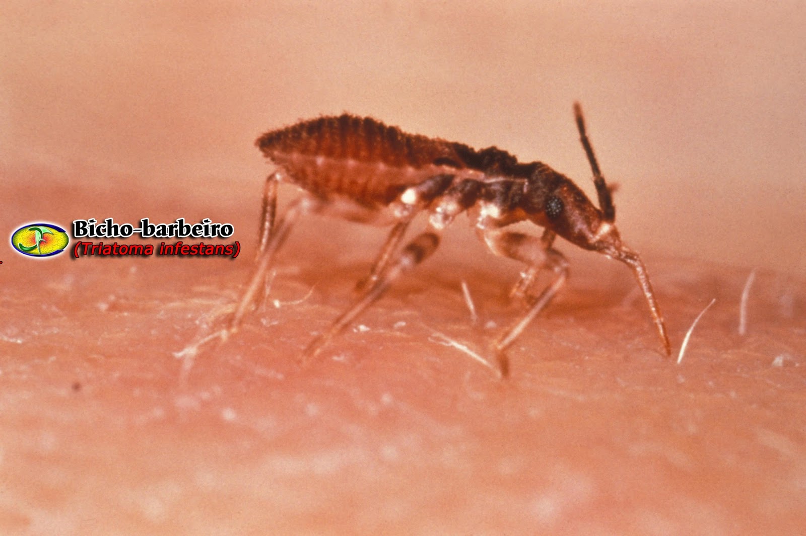 Zoologia: Barbeiro (Triatoma infestans)