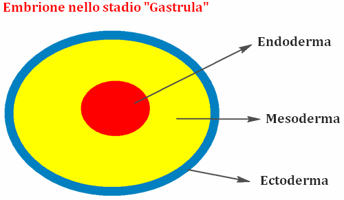 Imparare Facile: Embrione e sviluppo embrionale, cosa sono? Biologia a ...