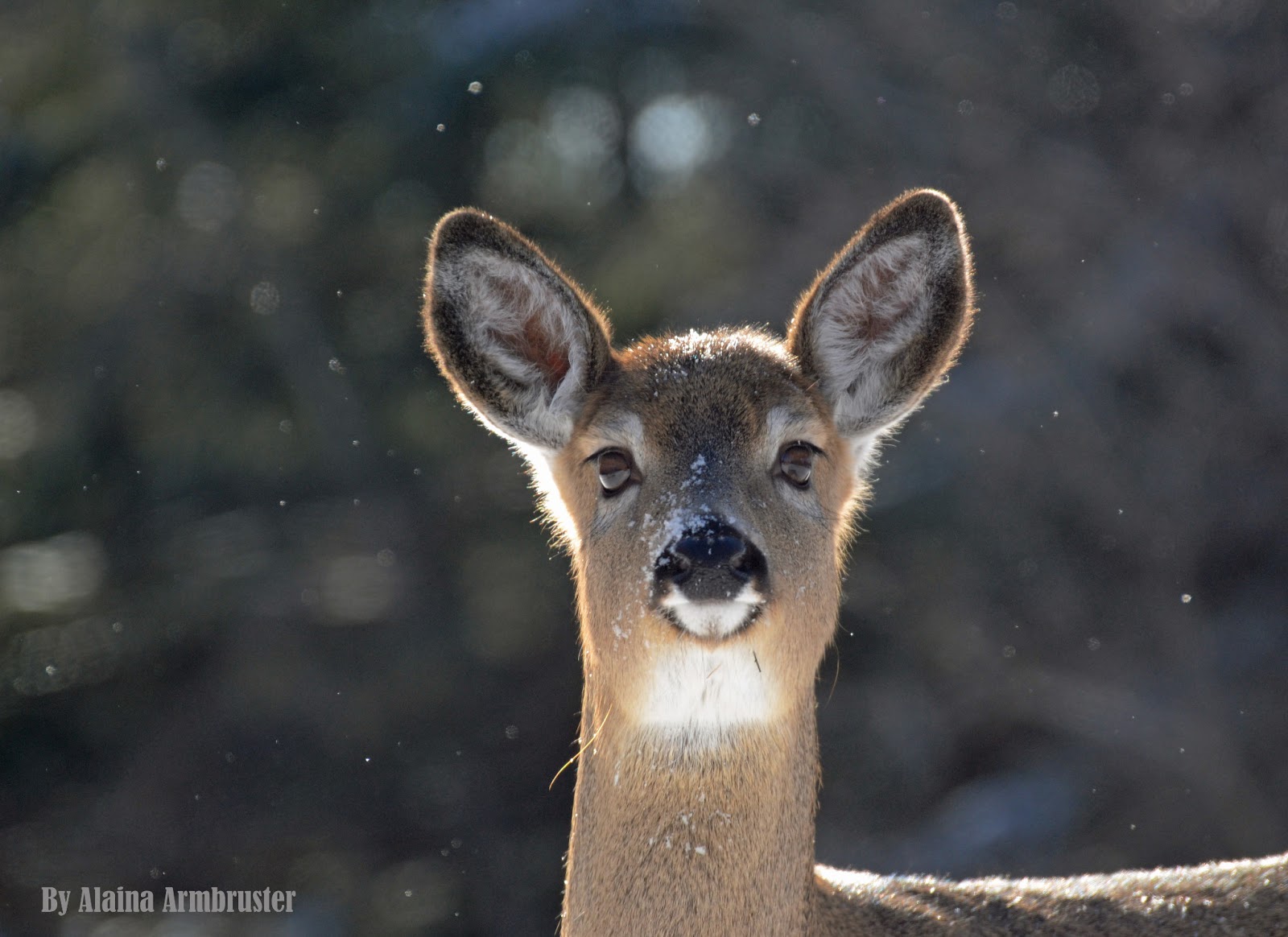 Alainas View - Peckers and Paws Photography: The Many Faces of Deer