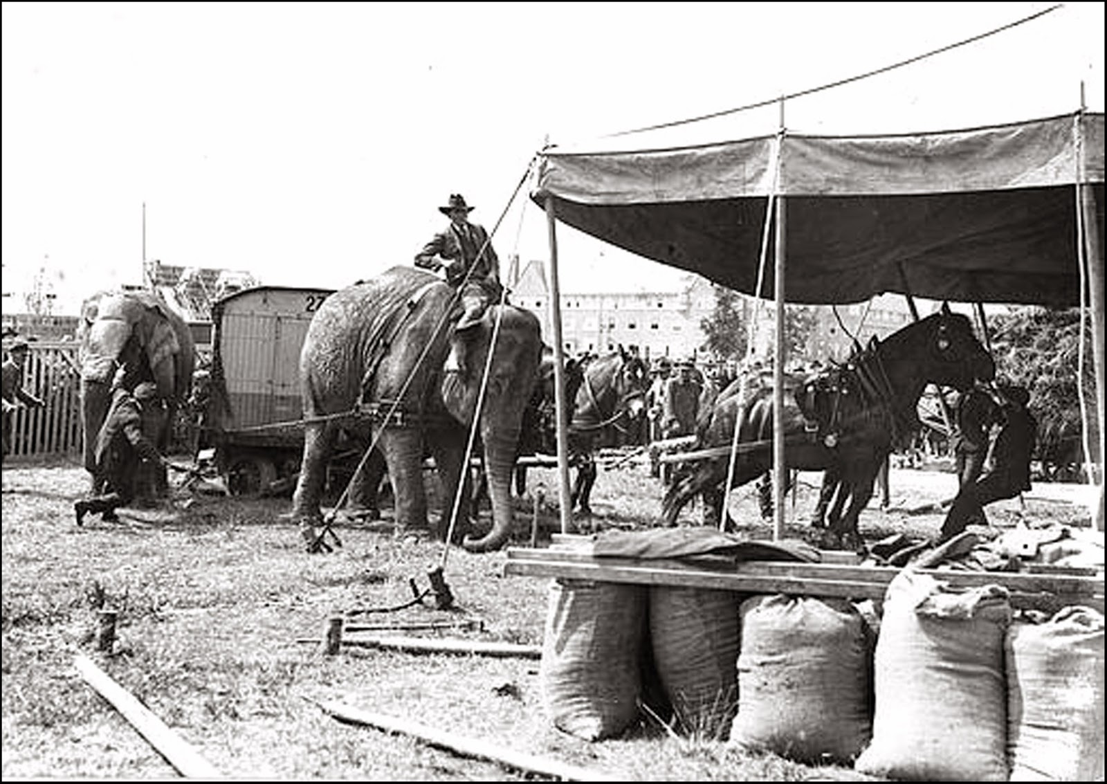 Buckles Blog: STRASSBURGER #8