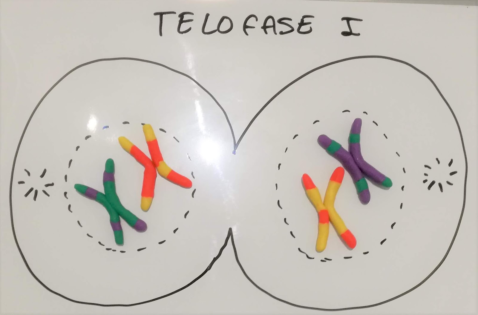 Ciències Naturals i Tecnologia: La Meiosis