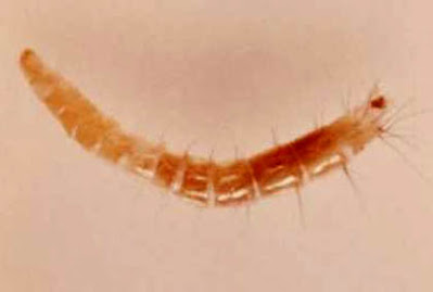 Pinjal Tikus, Serangga di Balik Wabah Black Death | RE Tawon