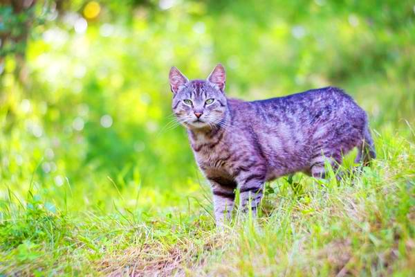 Manx Cat Breeds Images More Than 90 - CatPaws