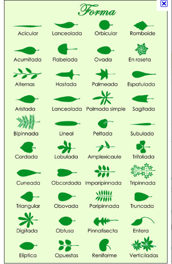 Método De La Ciencia: Morfología: hojas