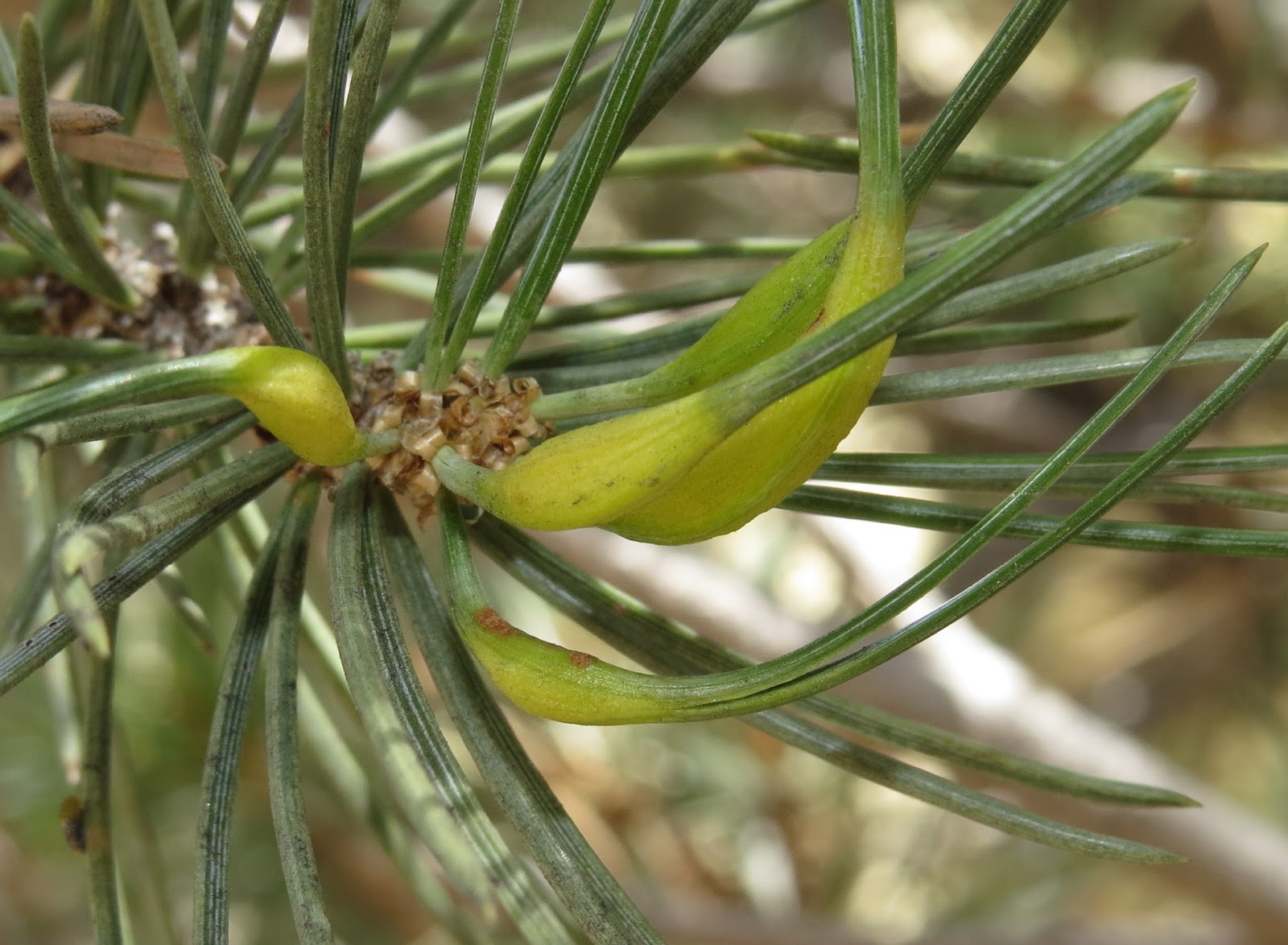 Bug Eric: Pinyon Problems? Maybe, Maybe Not