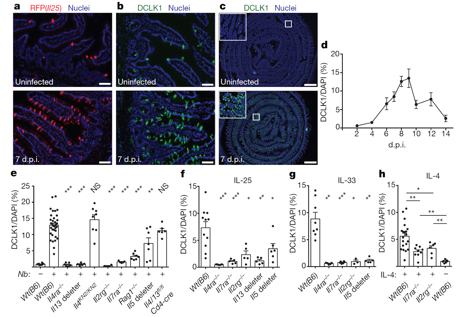 Enigmatic tuft cells residing in intestine constitutively produce type ...
