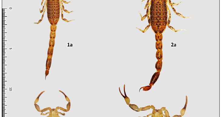 The Scorpion Files Newsblog: A new species of Microtityus from ...