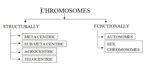 Where are genes located: CLASSIFICATION OF CHROMOSOMES