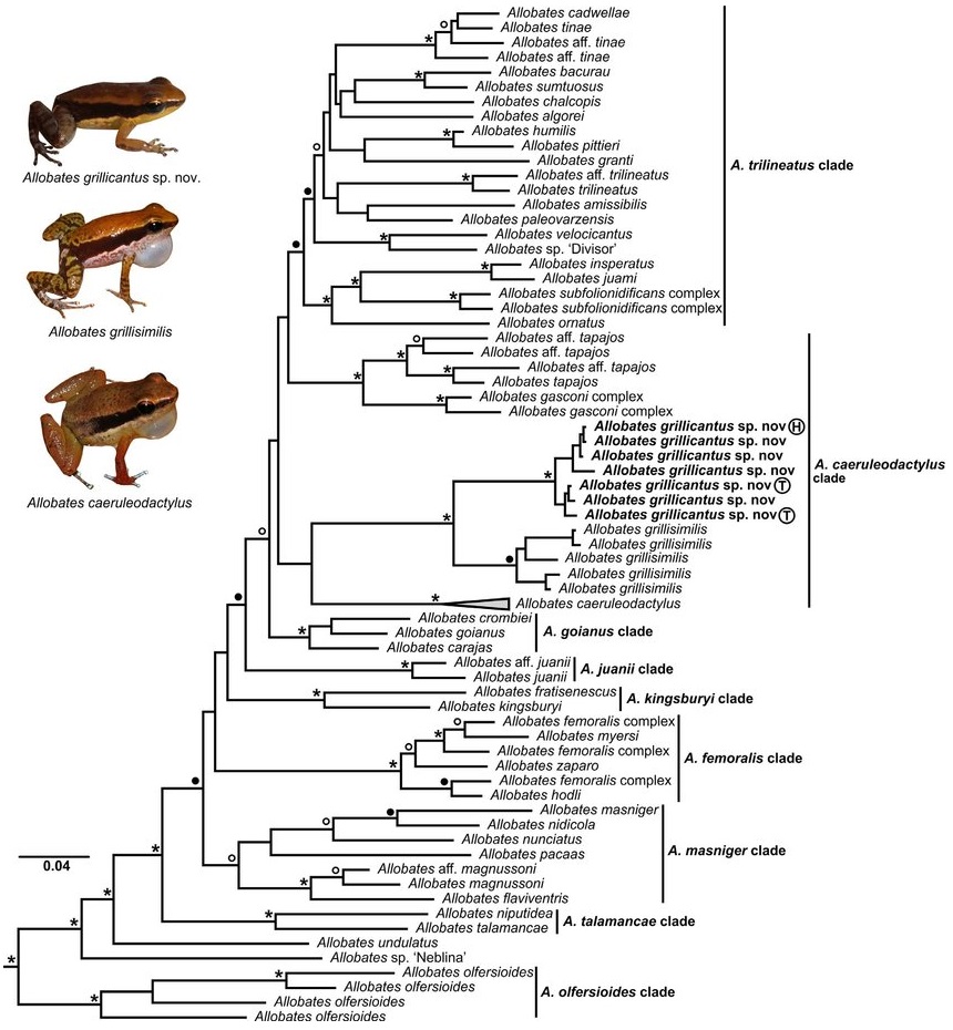 Species New to Science: [Herpetology • 2021] Allobates grillicantus • A ...