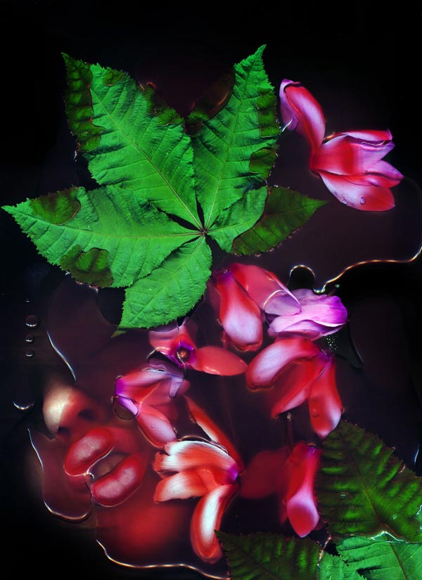 DREAMERS COLLECTIVE: elena kulikova "flowers on glass"