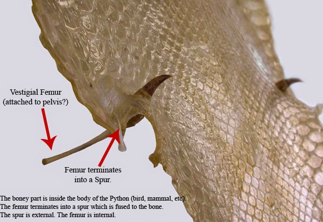 Birds To Dinosaur: Python Vestigial Pelvis, Femur and Spur