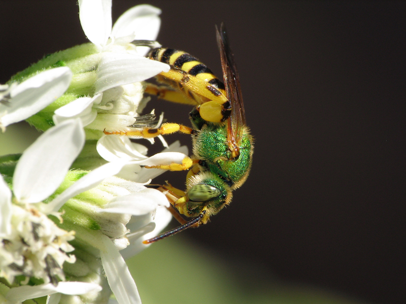 Admirons les insectes butineurs!