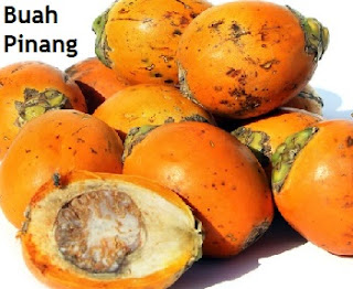 Anim Agro Technology: BUAH PINANG DAN POKOK PINANG