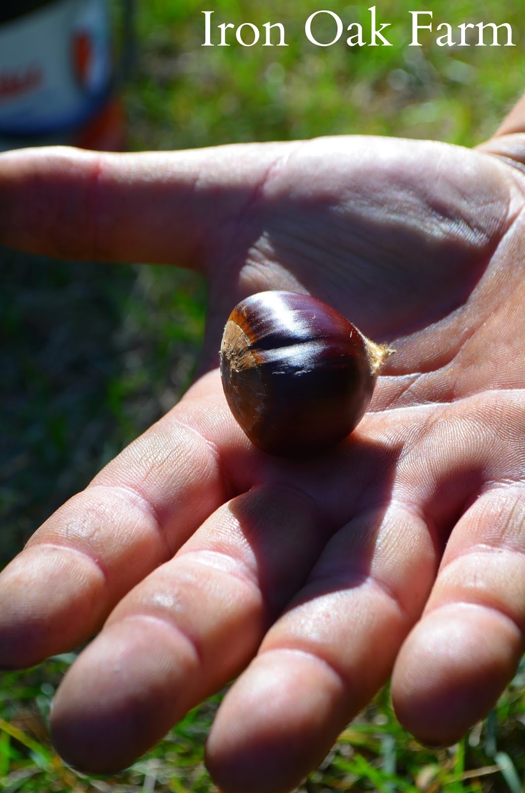 Iron Oak Farm: Harvesting Chestnuts