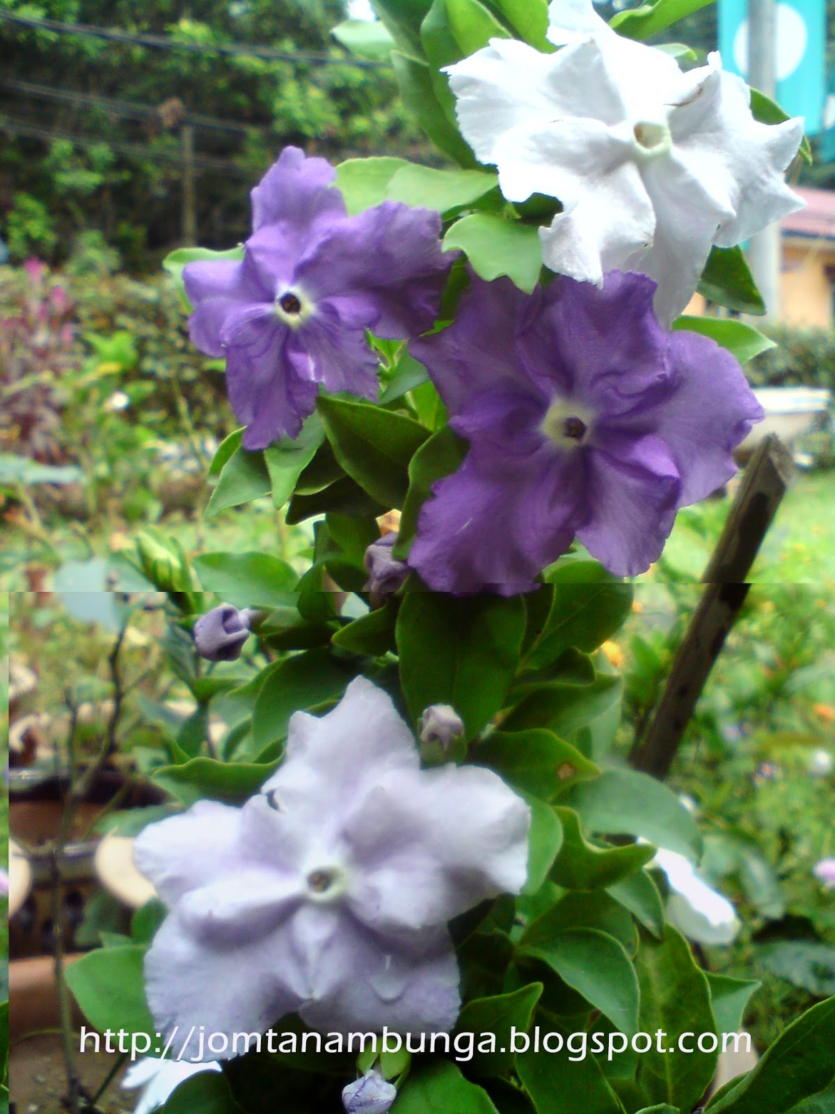 Jom Tanam Bunga: Bunga Pakai Bedak