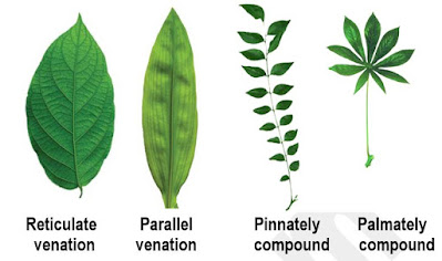 Morphology of Flowering Plants - Notes | Class 11 | Part 3: The Leaf