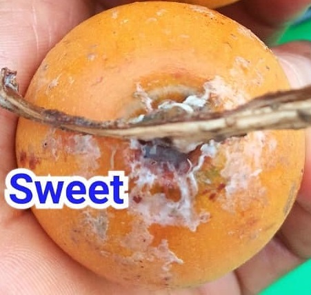 Awe Olufunso: How To Identify Sweet and/or Sour Agbalumo (African ...