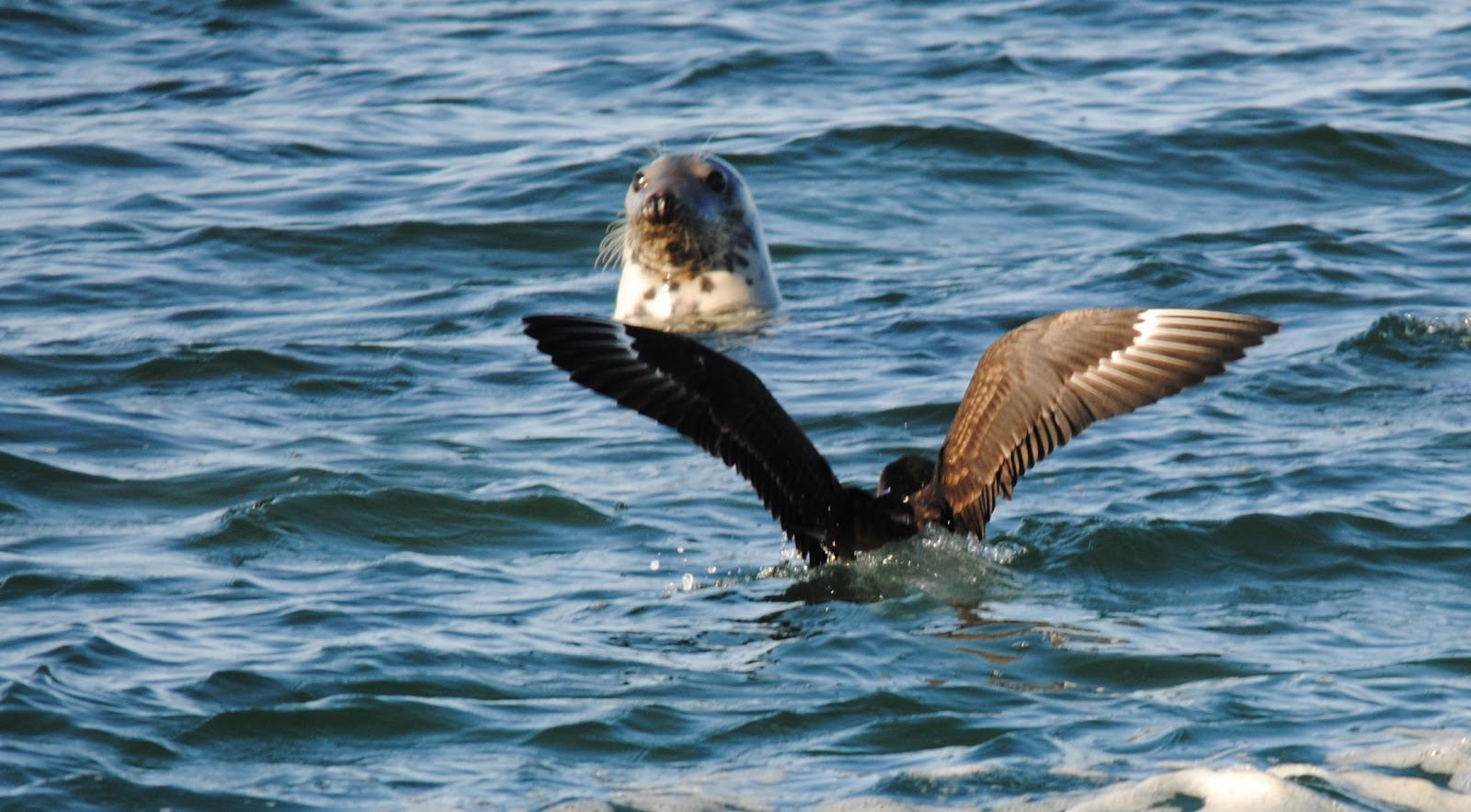 Bonxie (Great Skua) - Serenity Farne Islands Boat Tours and Trips