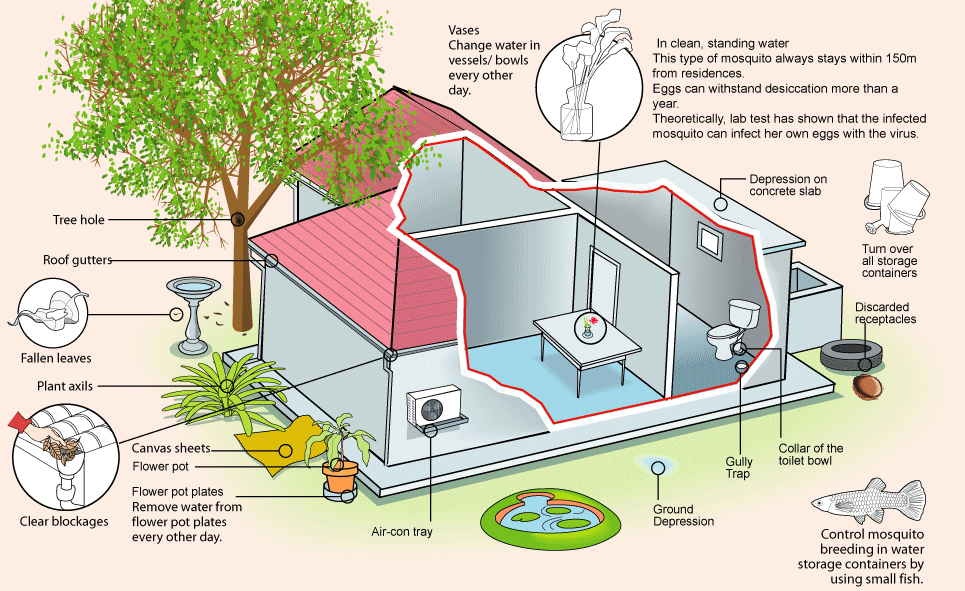Dengue Patrol SKPJ 2015: Dengue and the Aedes aegypti mosquito