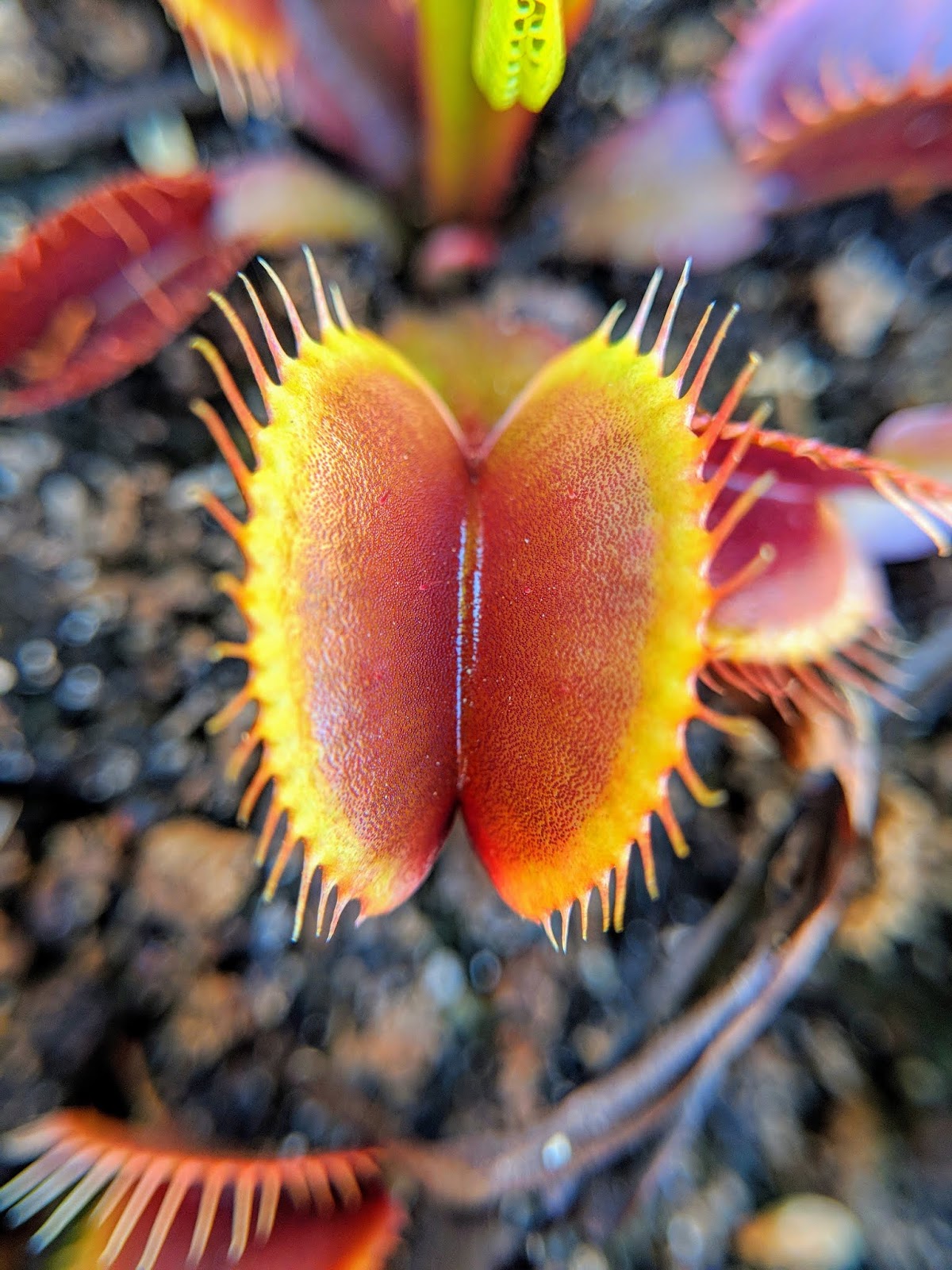 Cycloptic Exotics Availability