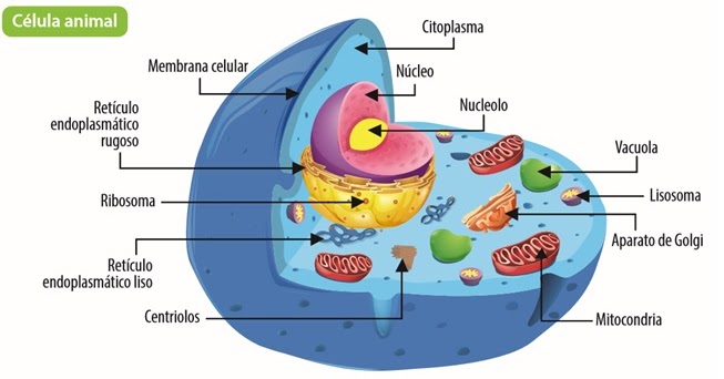 Grado Septimo: Organización y estructura de la célula