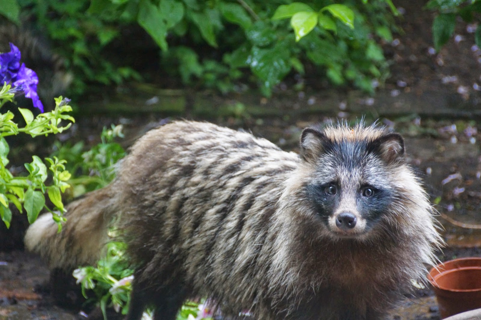 Supi | Förmaaki ja puutarha