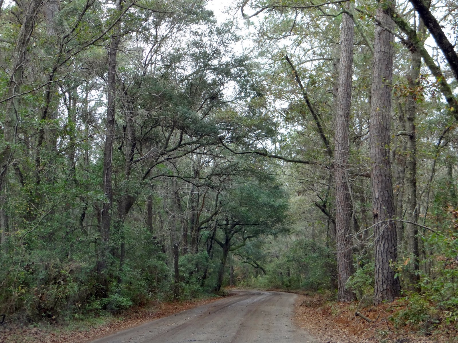 Jim and Kim's Travels: The Magnificent Angel Oak Tree, Charleston ...