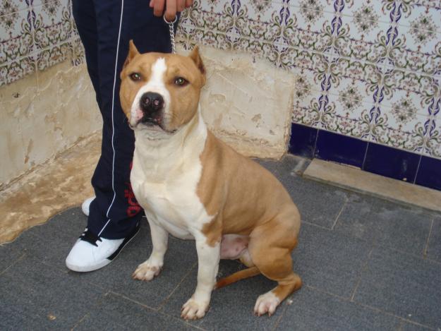 American stanford - Imagui