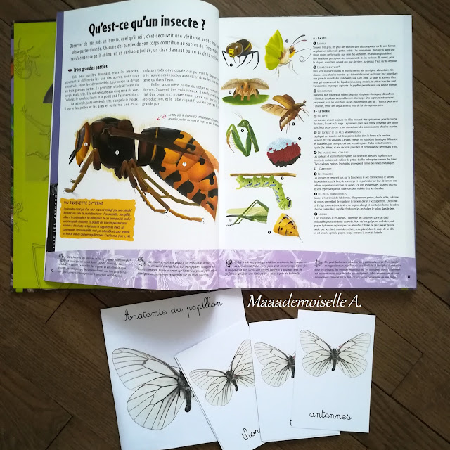 Maaademoiselle A.: || Nos activités sur les insectes