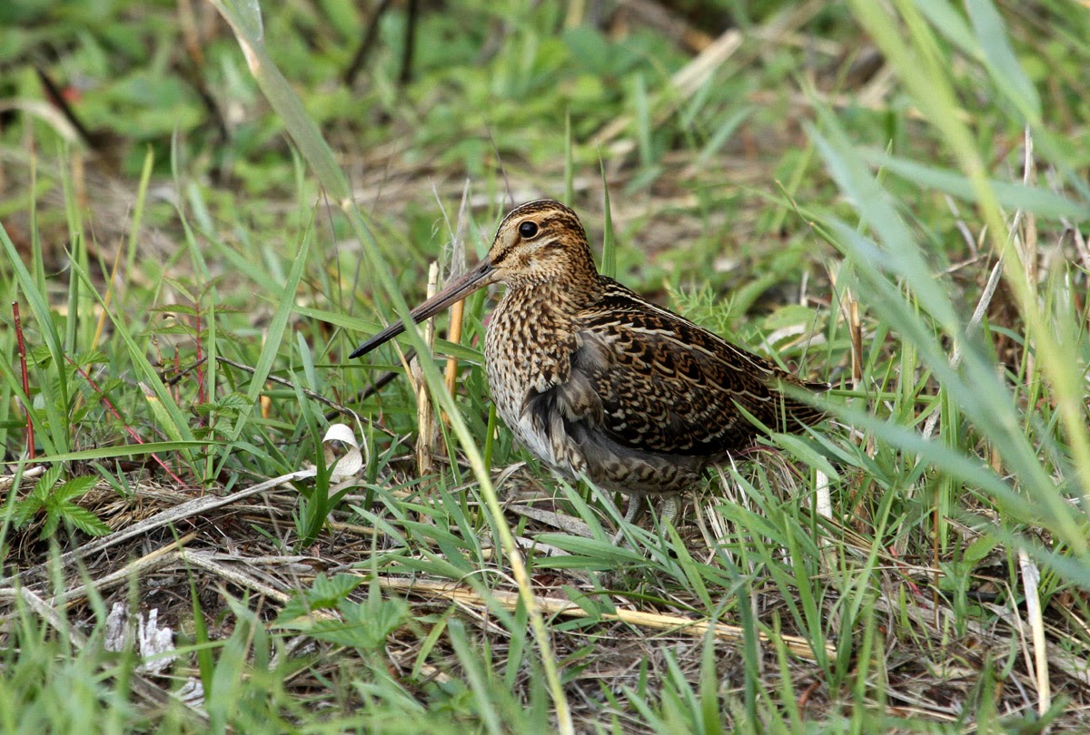Kokosukeltaja: Väsähtänyt kurppa