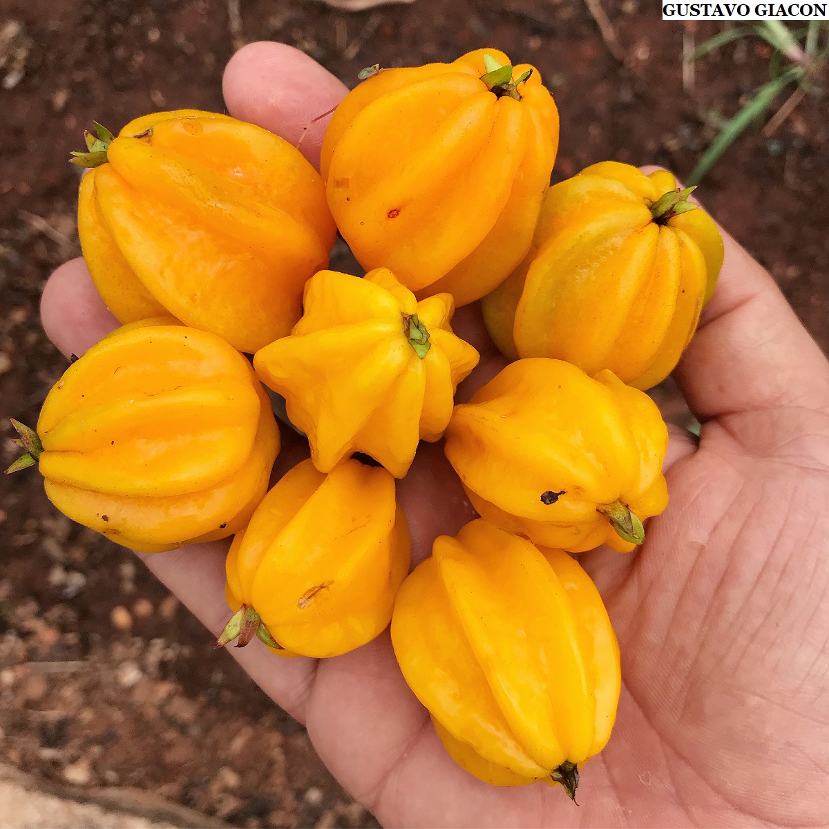 Viveiro Ciprest - Plantas Nativas e Exóticas: Pitanga Amarela Gigante ...