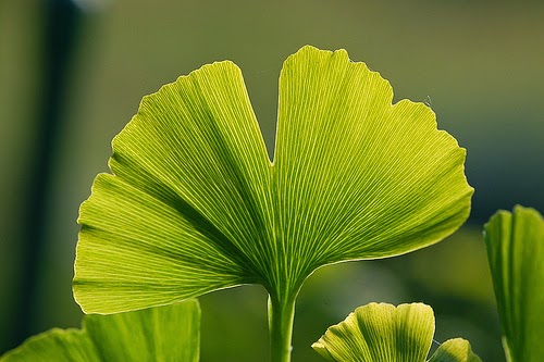 The Ginkgo Pages Forum - Blog: Ginkgo leaf venation