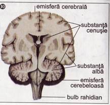 AMG: ANATOMIE REZUMAT- 5:Caile descendente ale motricitatii , Nervii ...