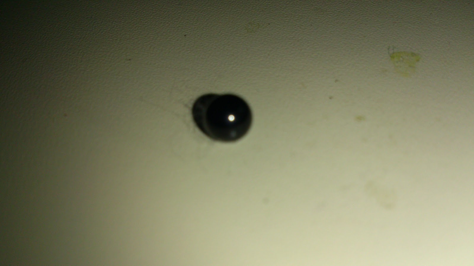 BunianPermataGeligaBuntatTeras: GELIGA KEMALA LIPAN HITAM / RAJA LIPAN