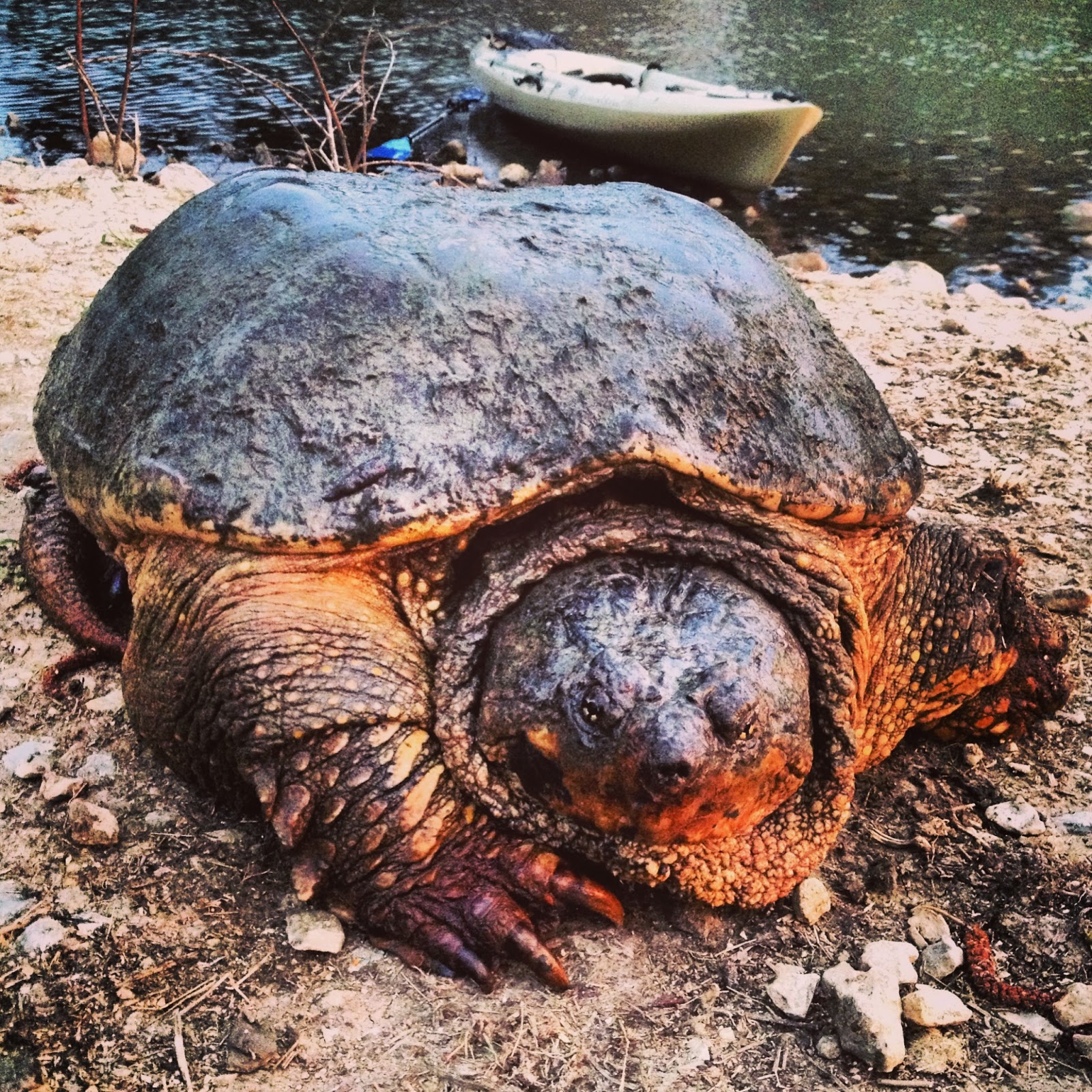 The Swamp Monster Chronicles!: Emotion Kayaks - Meet the Mud Dragon!