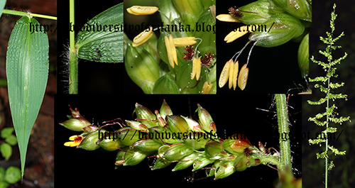 Biodiversity of Sri Lanka: Setaria barbata