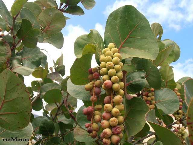 UVA DE PLAYA: Coccoloba uvifera | Plantas rioMoros