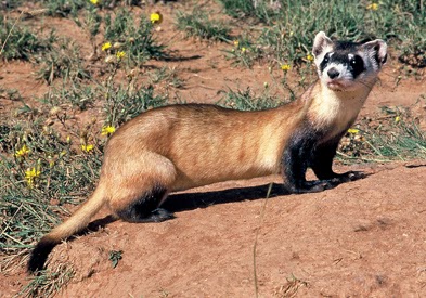 Ferret Animals | Interesting Facts & Latest Pictures | All Wildlife ...