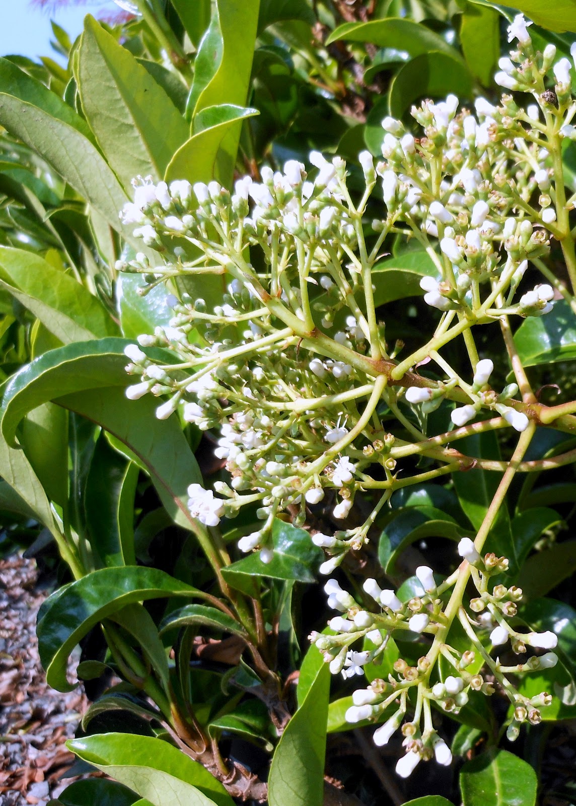 Old Faithful Plants - Viburnum Chindo