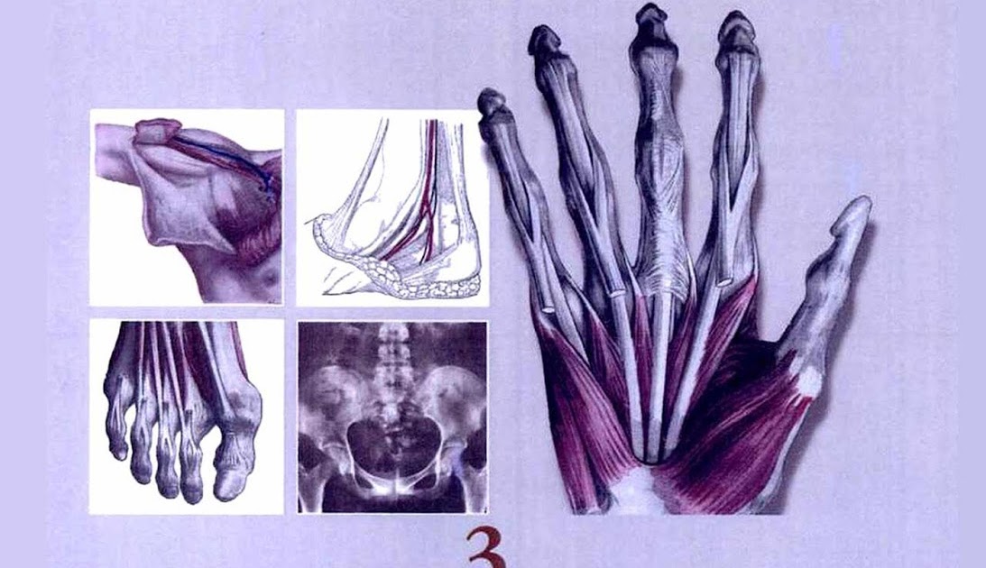 Kineyfisio: Anatomía humana descriptiva topográfica y funcional / Rouviere / 11va edición / Tomo ...