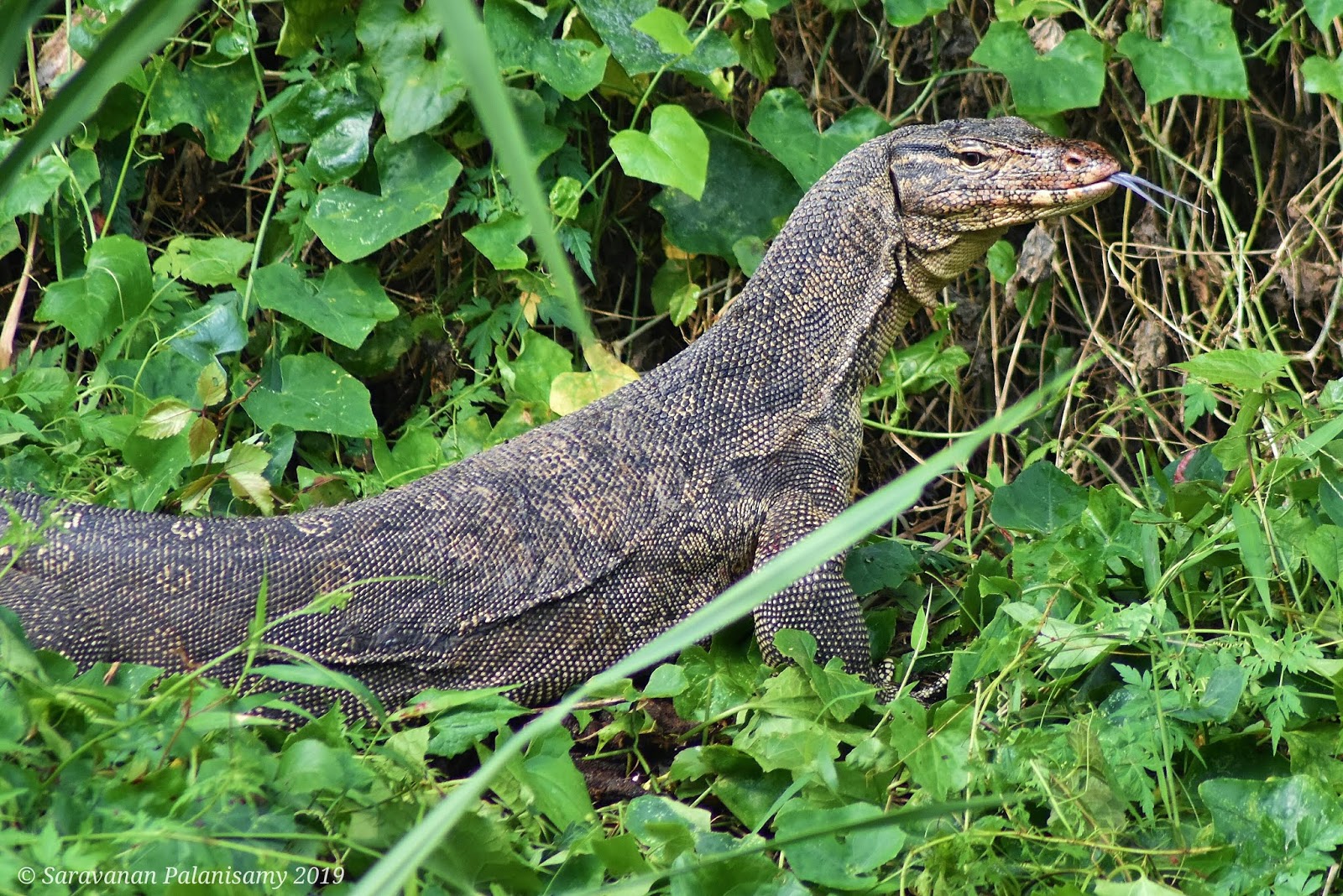 7 Foot Asian Water Monitor Lizard
