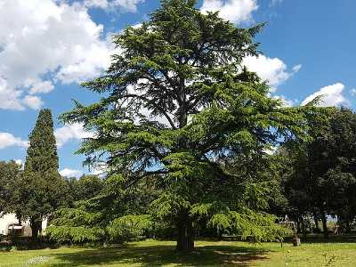 Devdar - Deodar tree in English | Cedrus deodara | Cedar trees