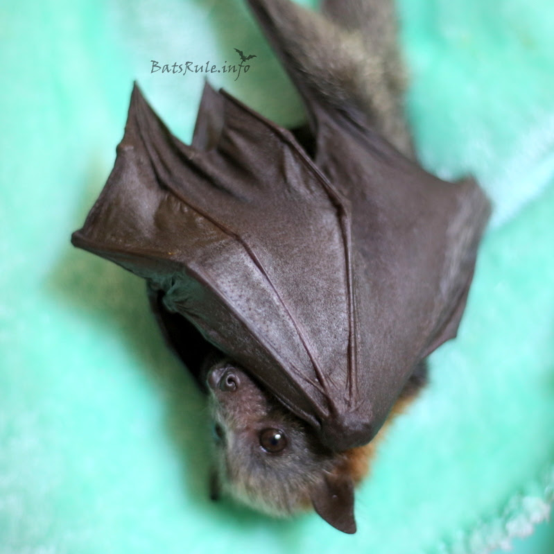 Rehab | Megabats adults and babies in care, Flying-fox, Fruit bats
