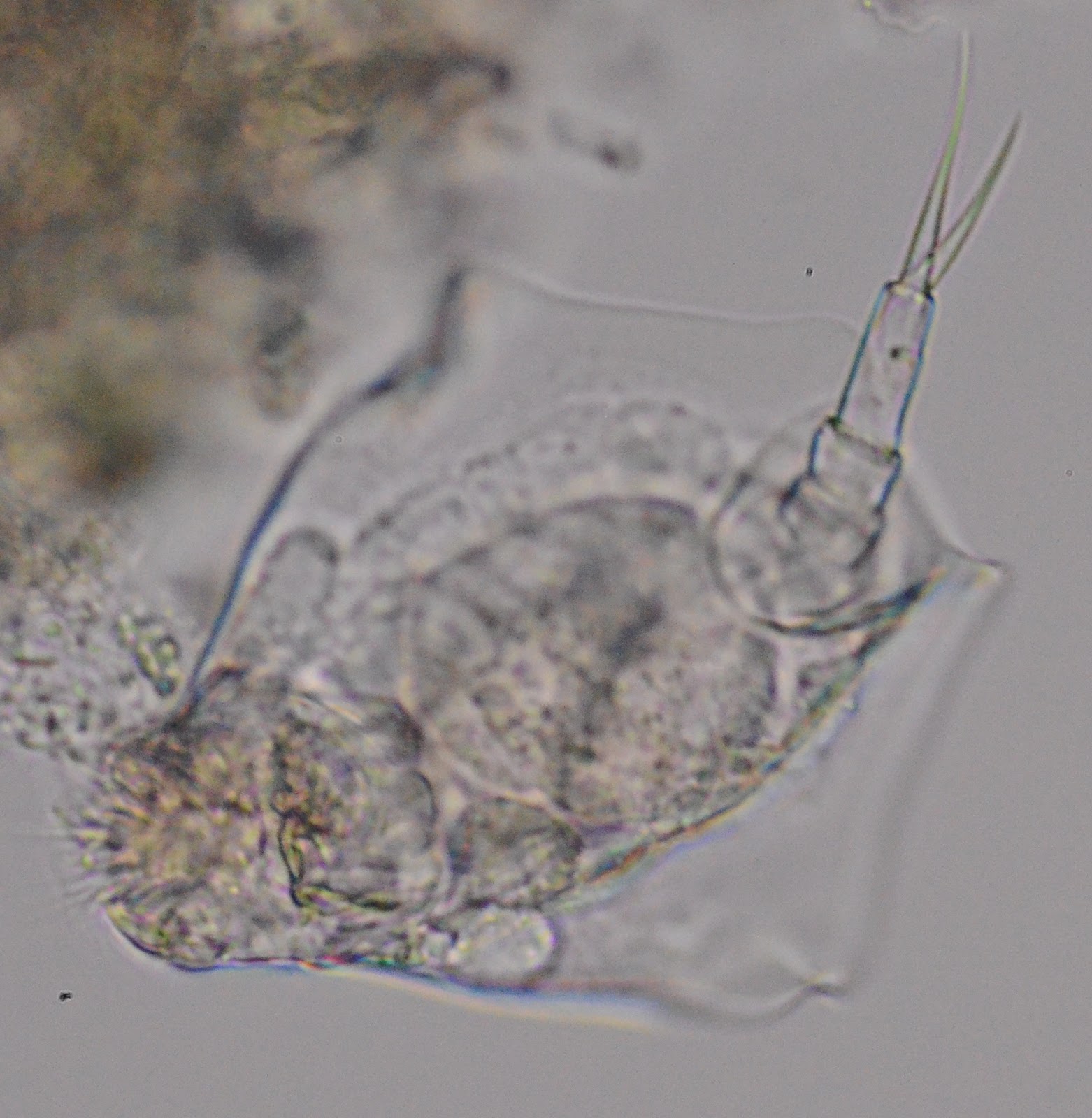 The Biology Refugia: Ray the Rotifer!