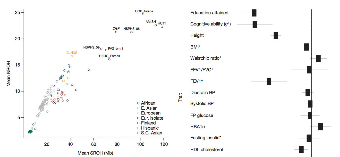 Directional dominance on stature and cognition